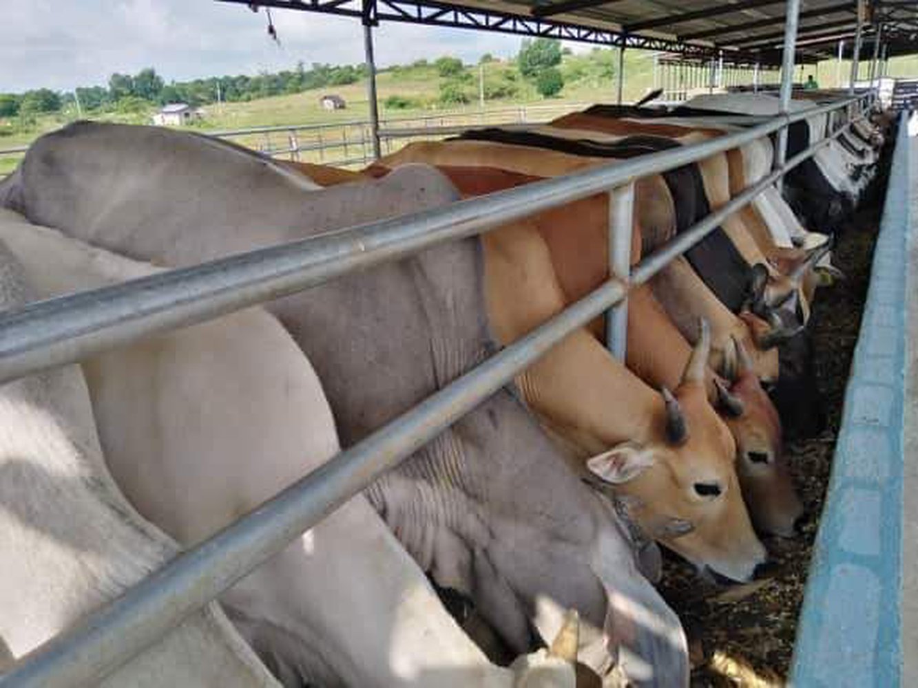 Cattle Raising In The Philippines Small scale Cattle Production Guide Cattle Raising In The Philippines Small scale Cattle Production Guide