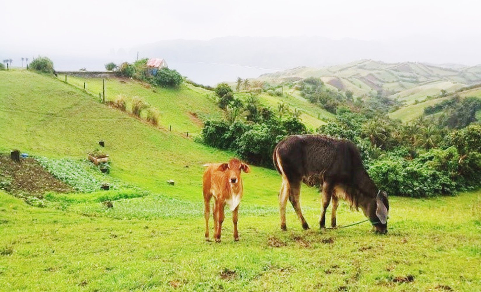 Back to Our Roots (Traditional Farming Methods in The Philippines ...