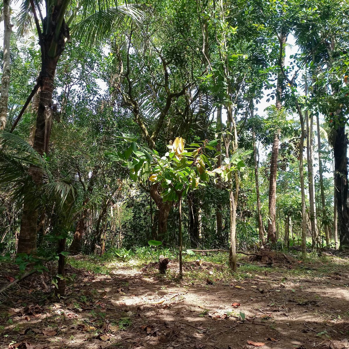 Farm Lot 500 Sqm Foe Sale Near Twin Lakes Lot May 2023 In Alfonso