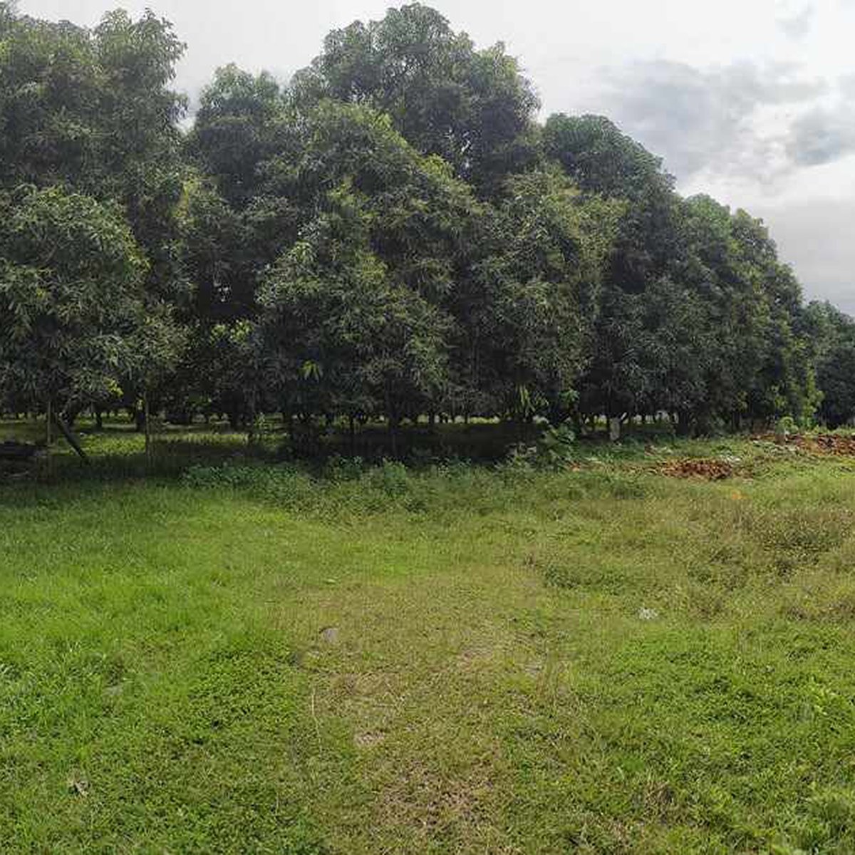 4-Hectare Farmland with Fruit-bearing Trees and River Access [Lot 🚜 ...