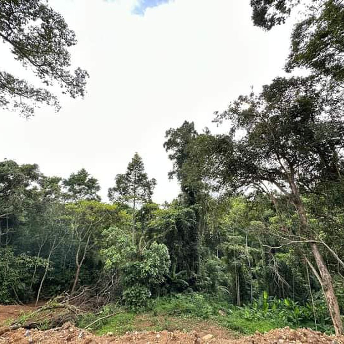 Residential Farm Lots For Sale in Tanay Rizal [Lot 🚜] (November 2023 ...