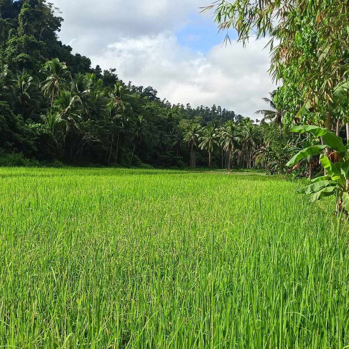 5.16 hectares Agricultural Farm For Sale in Roxas Palawan [Lot 🚜 ...