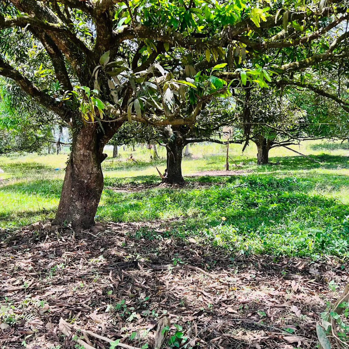 7,418 sqm Residential Farm For Sale in Libona, Bukidnon [Lot 🚜] (June ...