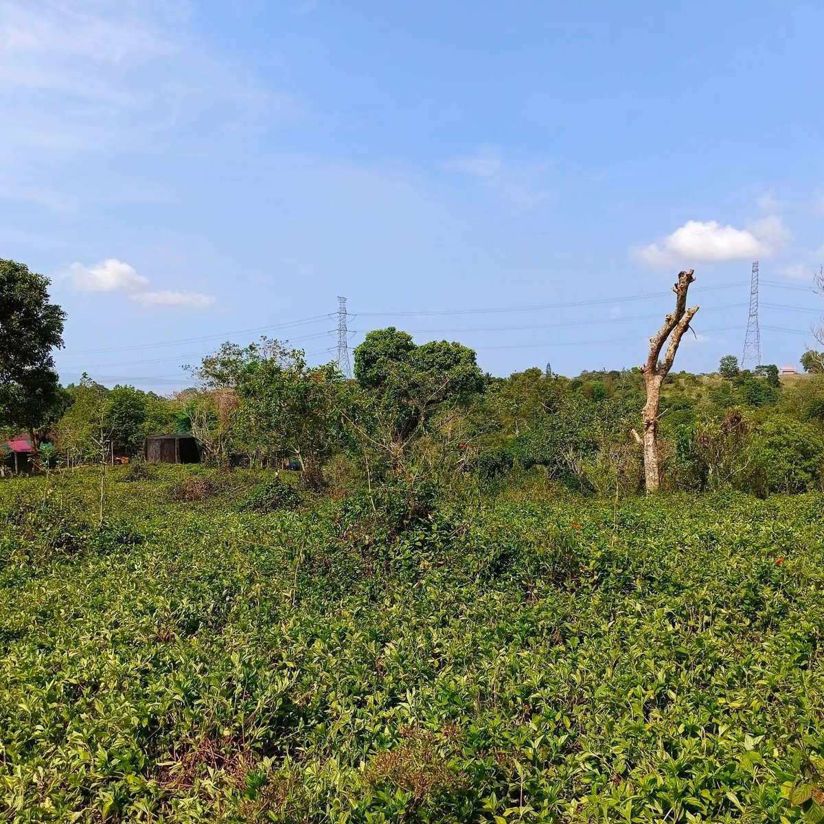 1 hectare Residential Farm For Sale in Tanay Rizal [Lots 🚜] (September ...