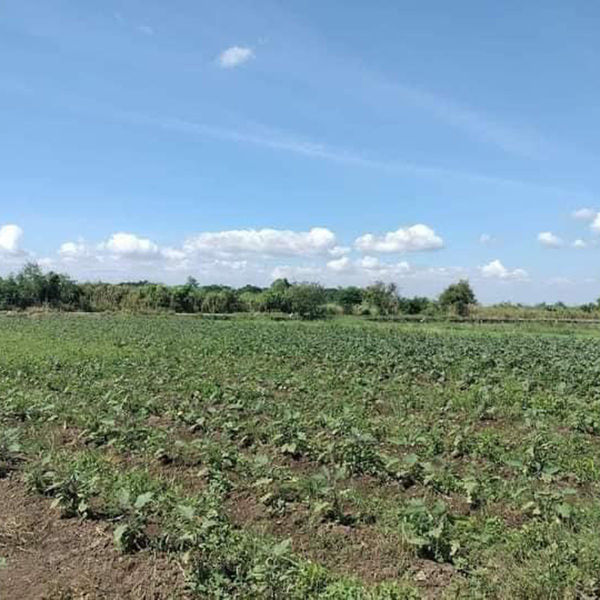 1000 sqm Residential Farm for Sale in Sta Ana Pampanga [Lot 🚜] (August ...