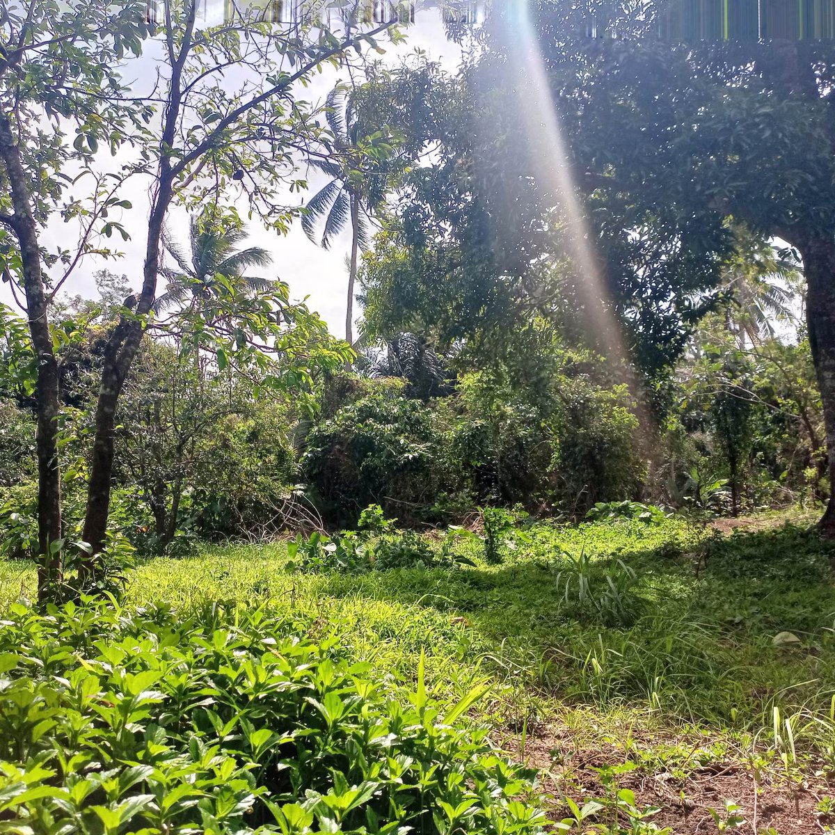Agricultural farm lot for sale with fruits bearing-residential only ...