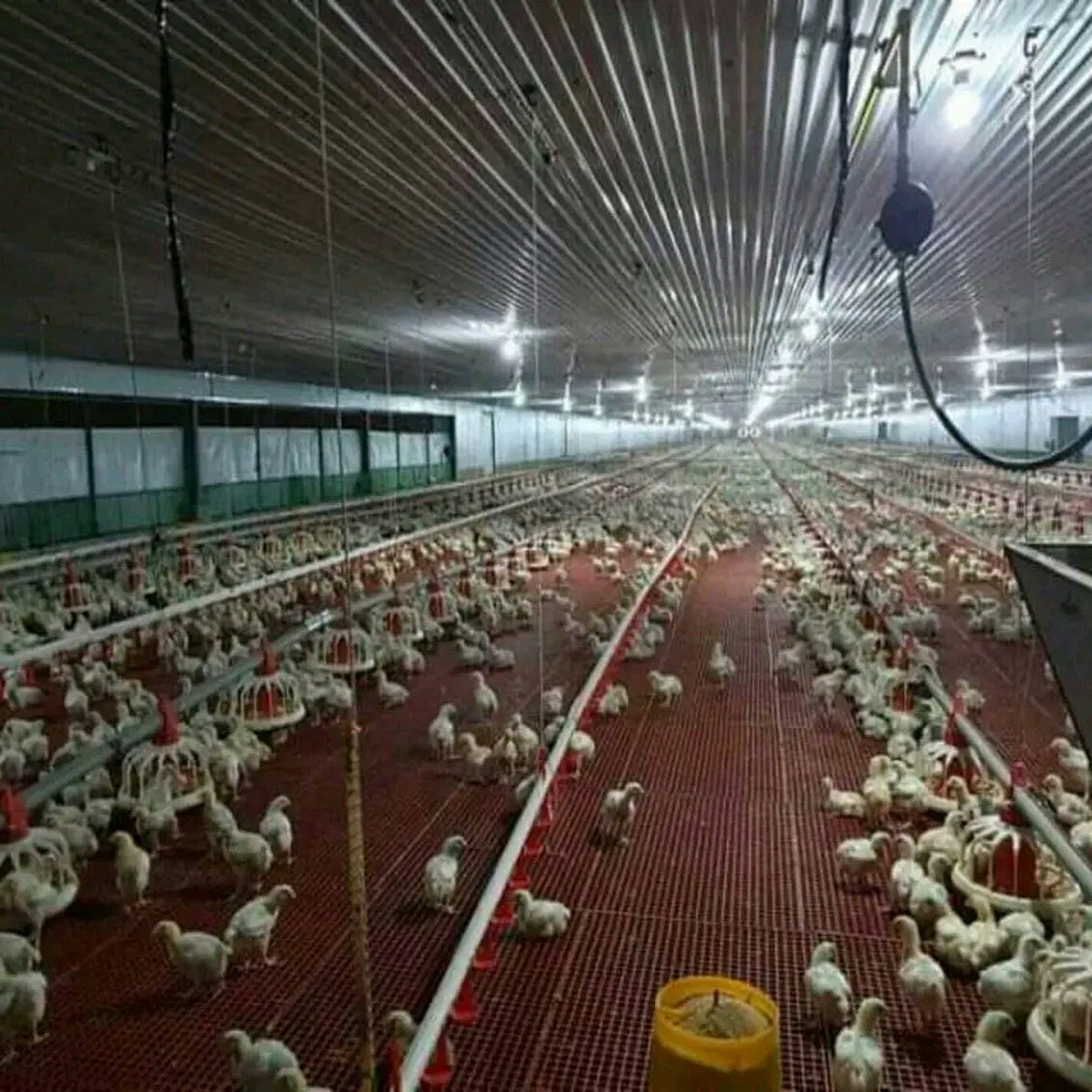 Tunnel ventilated poultry farm property [Lot 🚜] (November 2023) in ...