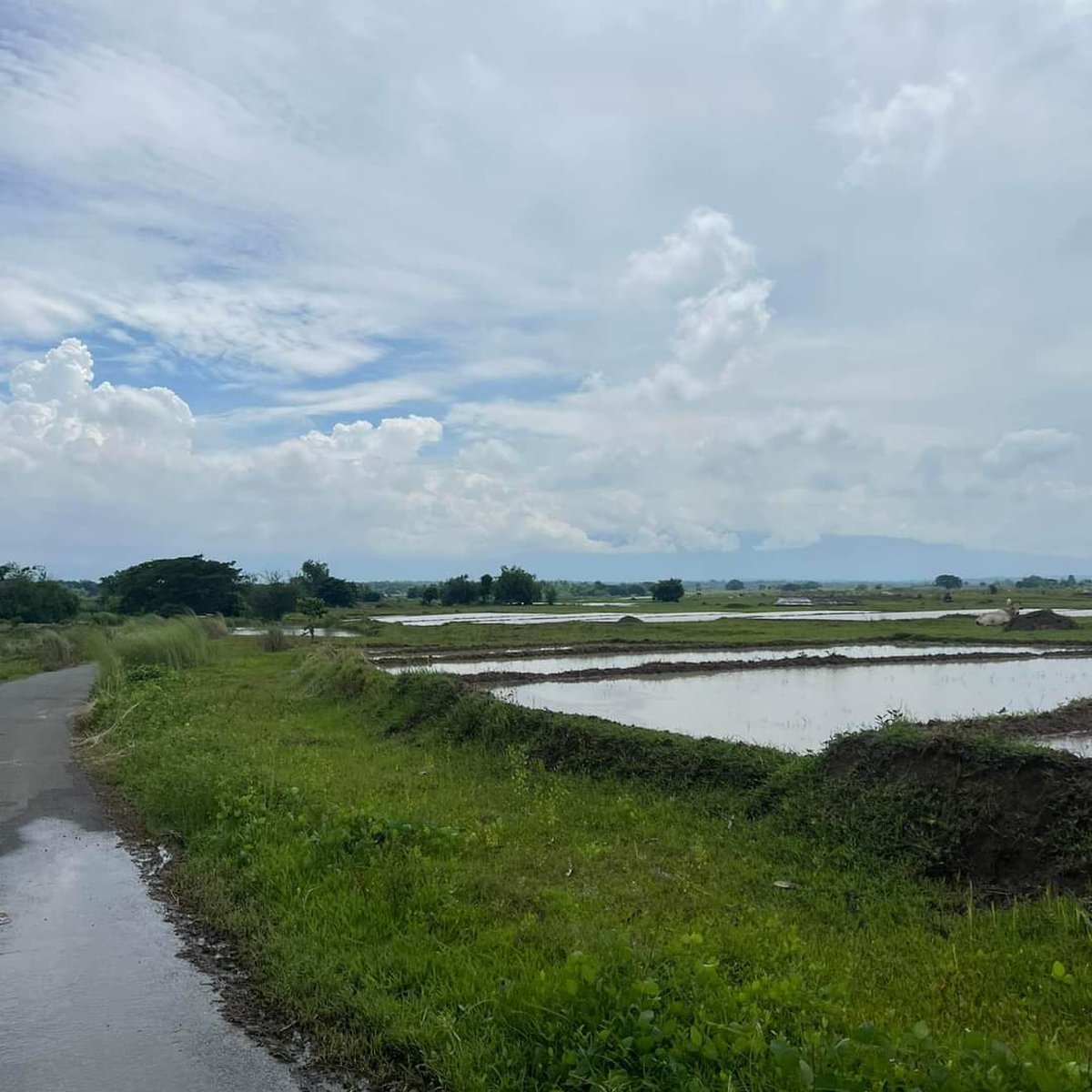 1.5 hectares Agricultural Farm For Sale in Balungao Pangasinan [Lot 🚜 ...