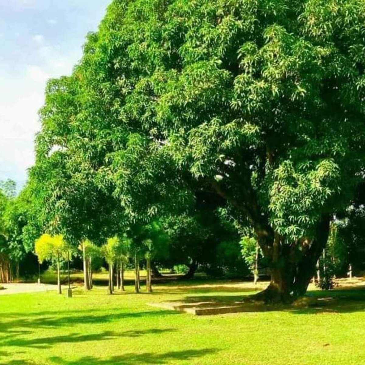 200 sqm Residential Farm Lots For Sale in Lubao Pampanga [Lot 🚜 ... 200 sqm Residential Farm Lots For Sale in Lubao Pampanga [Lot 🚜 ...