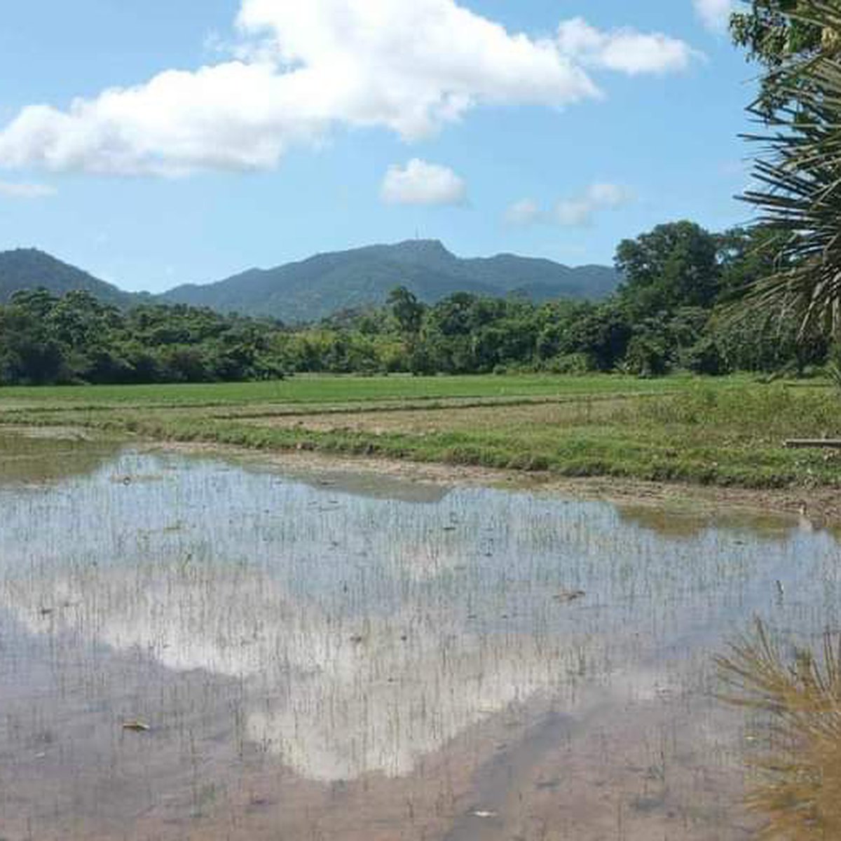 10 hectares Residential Farm For Sale in El Nido (Bacuit) Palawan [Lot ...
