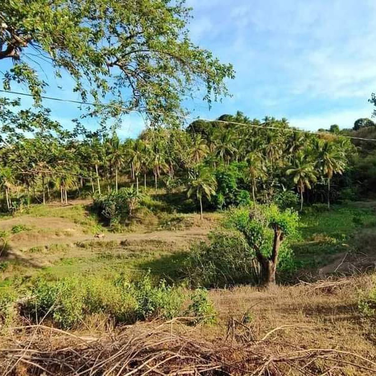 Residential farm lot for sale in Nirzagaray bulacan [Lot 🚜] (April 2024 ...