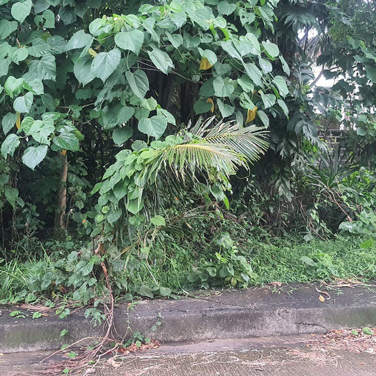 143 sqm lot for sale at Metropolis Subdivision, Cebu City [Lot 🚜 ...