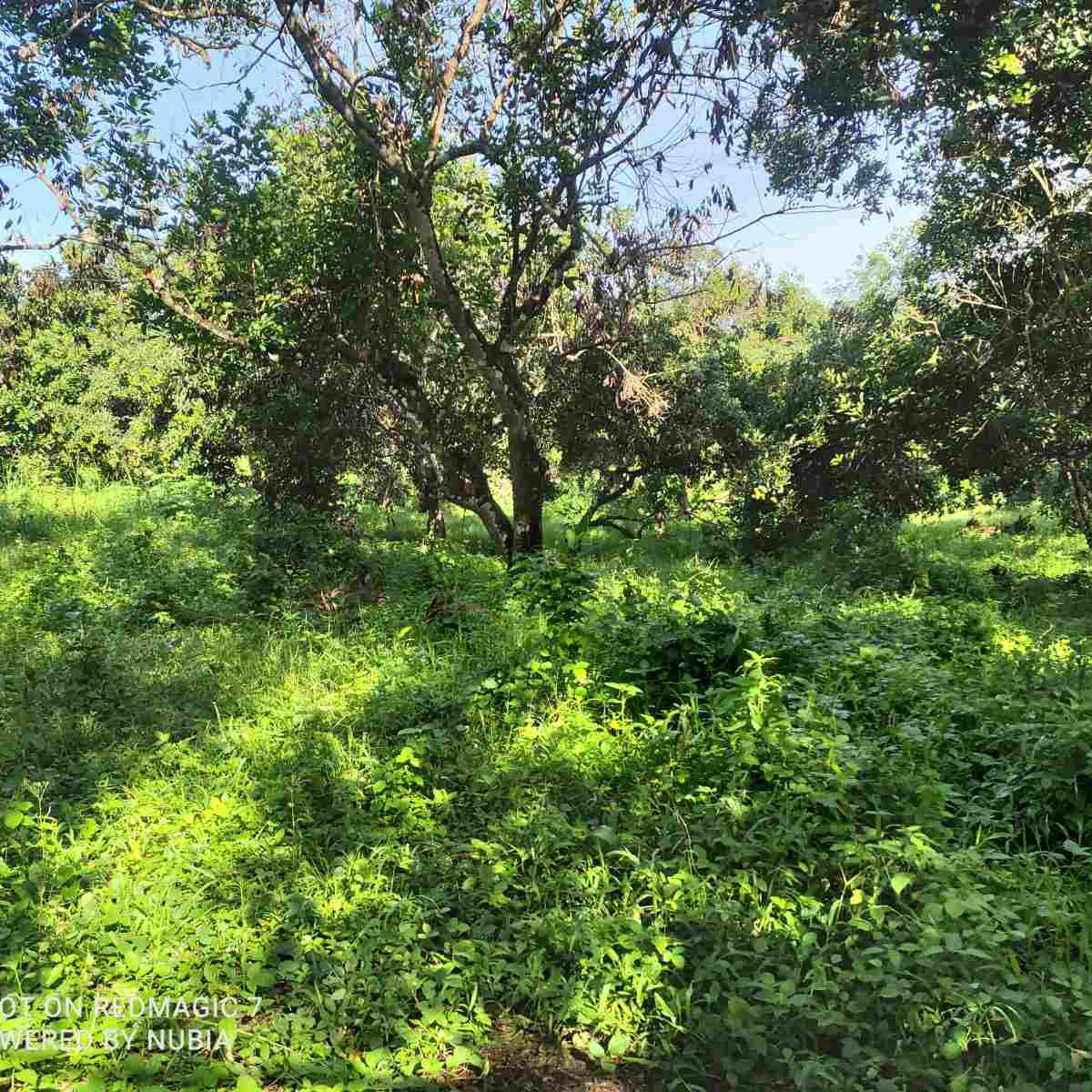 FOR LEASE: AGRICULTURAL LAND with fruit bearing trees [Lot 🚜] (December ...