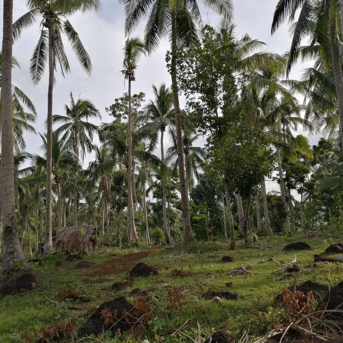 Agricultural Coconut Farm in Cagbacong, Pilar, Sorsogon Land For Sale ...