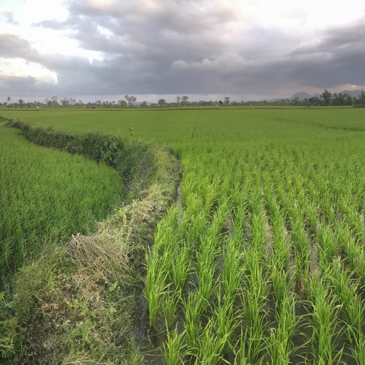 RICE LAND FOR SALE [Lot 🚜] (November 2023) in Malinao, Albay for sale