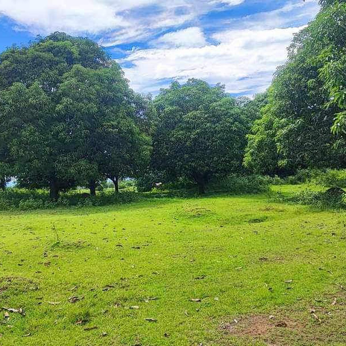 BEAUTIFUL FARM LOT FOR SALE - Talugtug Nueva Ecija, Philippines [Lot 🚜 ...