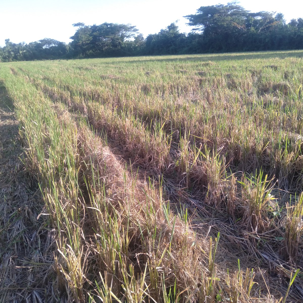 Farm land [Lot 🚜] (October 2023) in Calintaan, Occidental Mindoro for sale