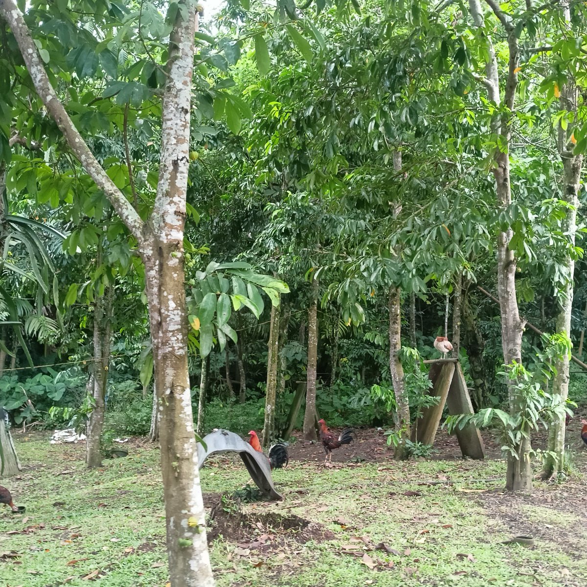 Agricultural Farm lot FOR SALE in Lipa City Batangas [Lot 🚜] (September ...