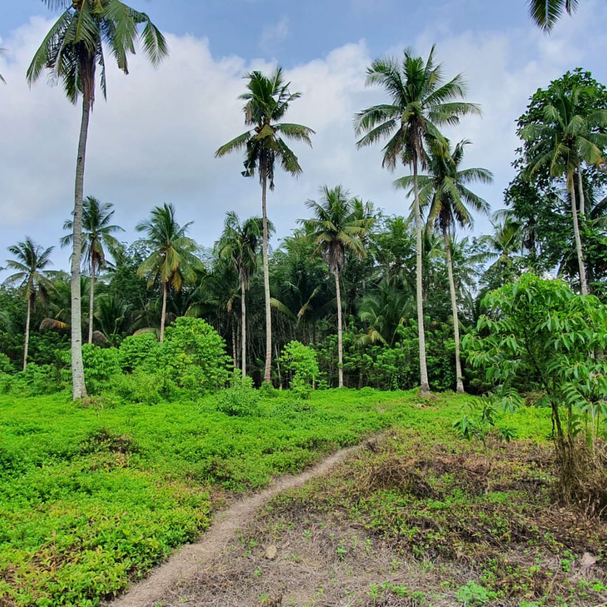 10.3 hectares Agricultural Farm For Sale in Kidapawan Cotabato [Lot 🚜 ...