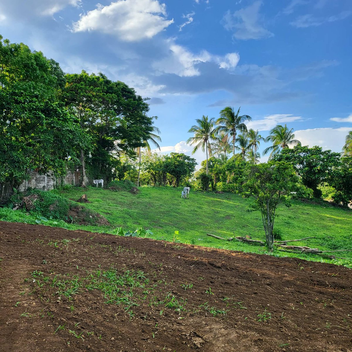 Residential Farm [Lot 🚜] (August 2024) in Alfonso, Cavite for sale