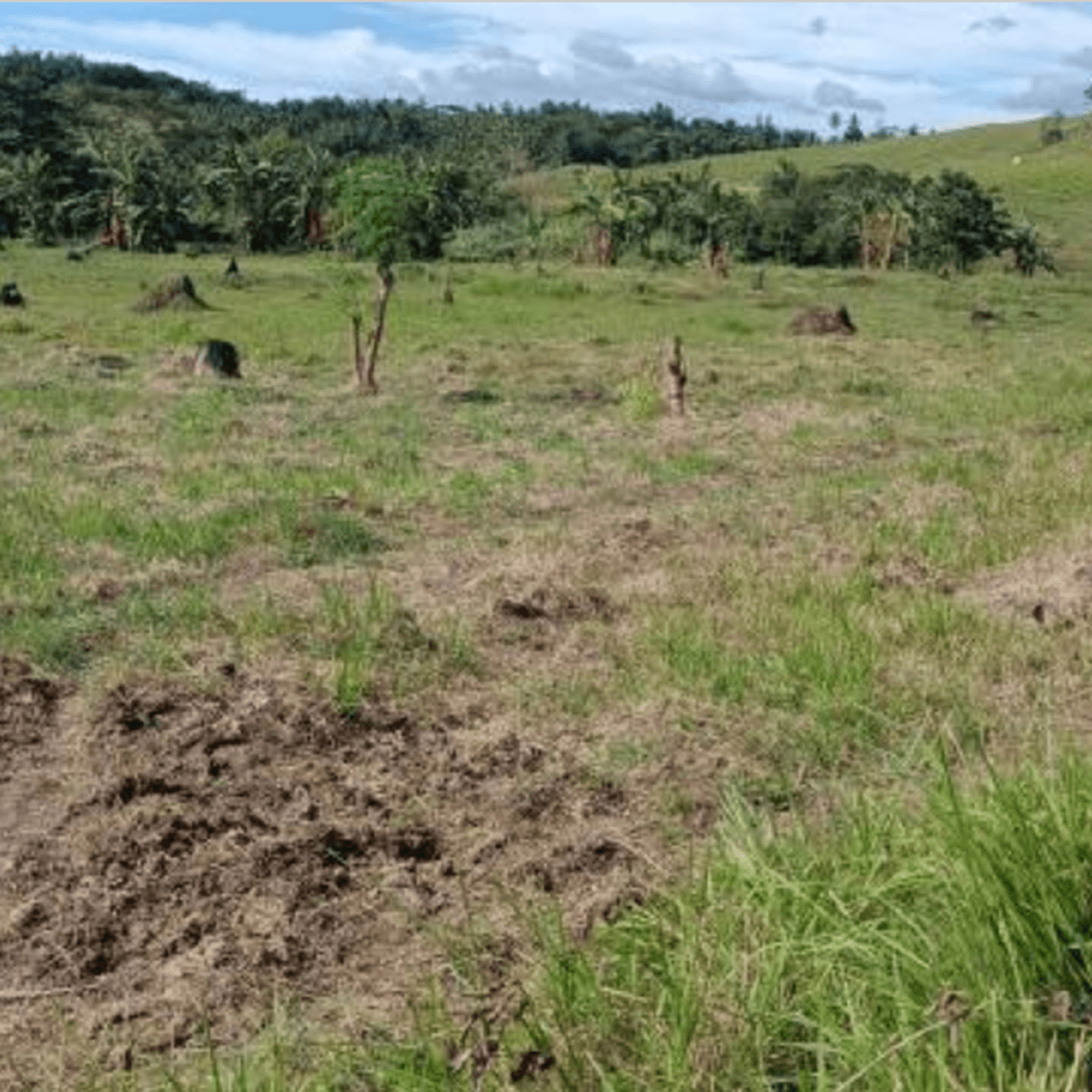 4 hectares Agricultural Farm For Sale in Tabogon Cebu [Lot 🚜] (October ...