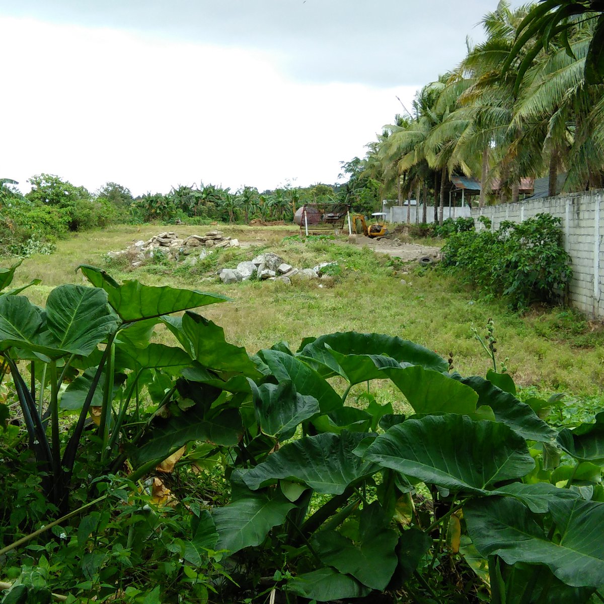 1 Hectare Lot for Sale Calamba Laguna [Lot 🚜] (April 2023) in Calamba ...