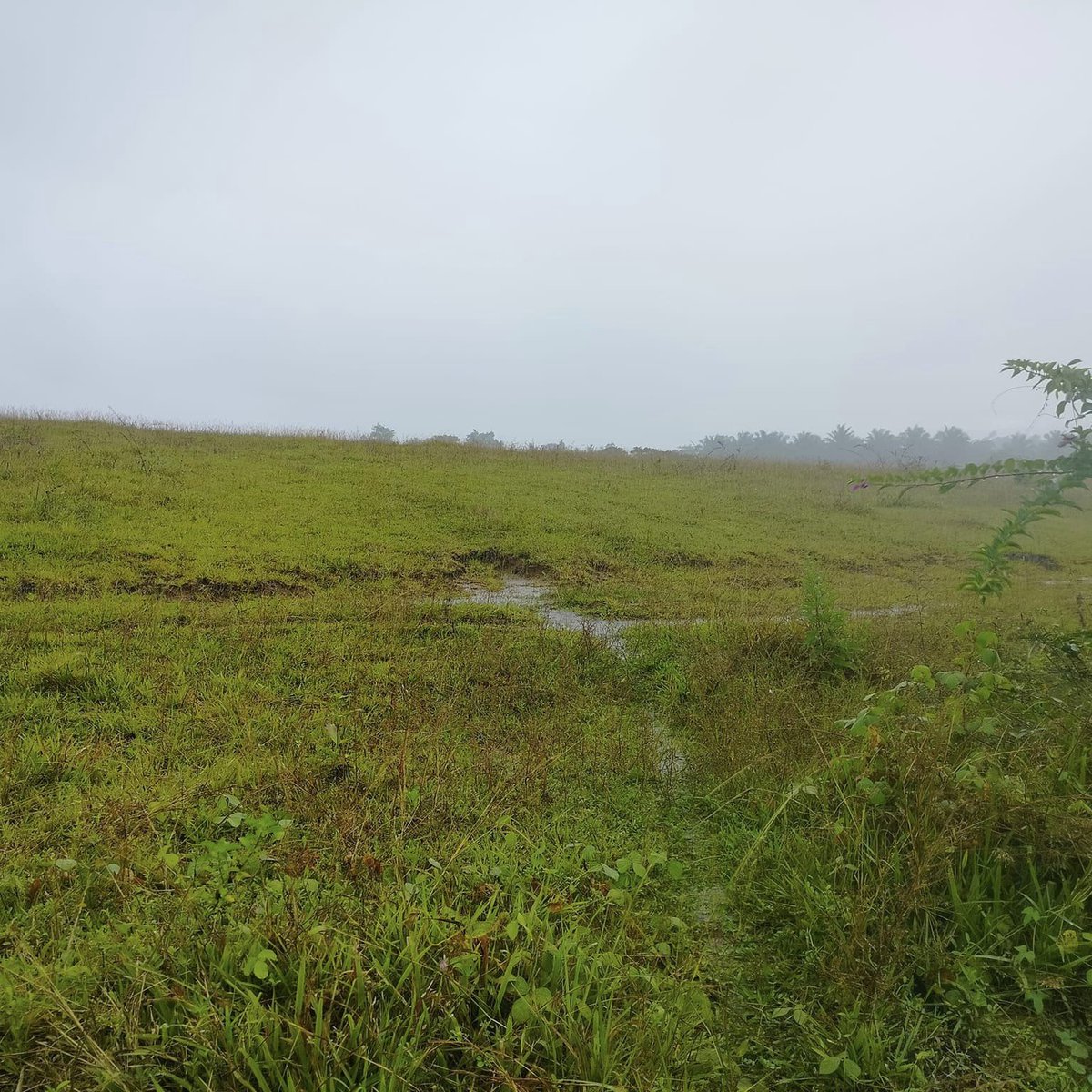 Cheap farm lot for sale 50,000 sqm Pilar Bohol 35 per sqm net [Lot 🚜 ...