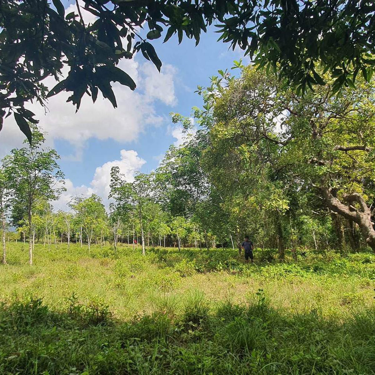 2 Hectares Titled-Agri-Farm in Inagawan Puerto Princesa Palawan [Lot 🚜 ...