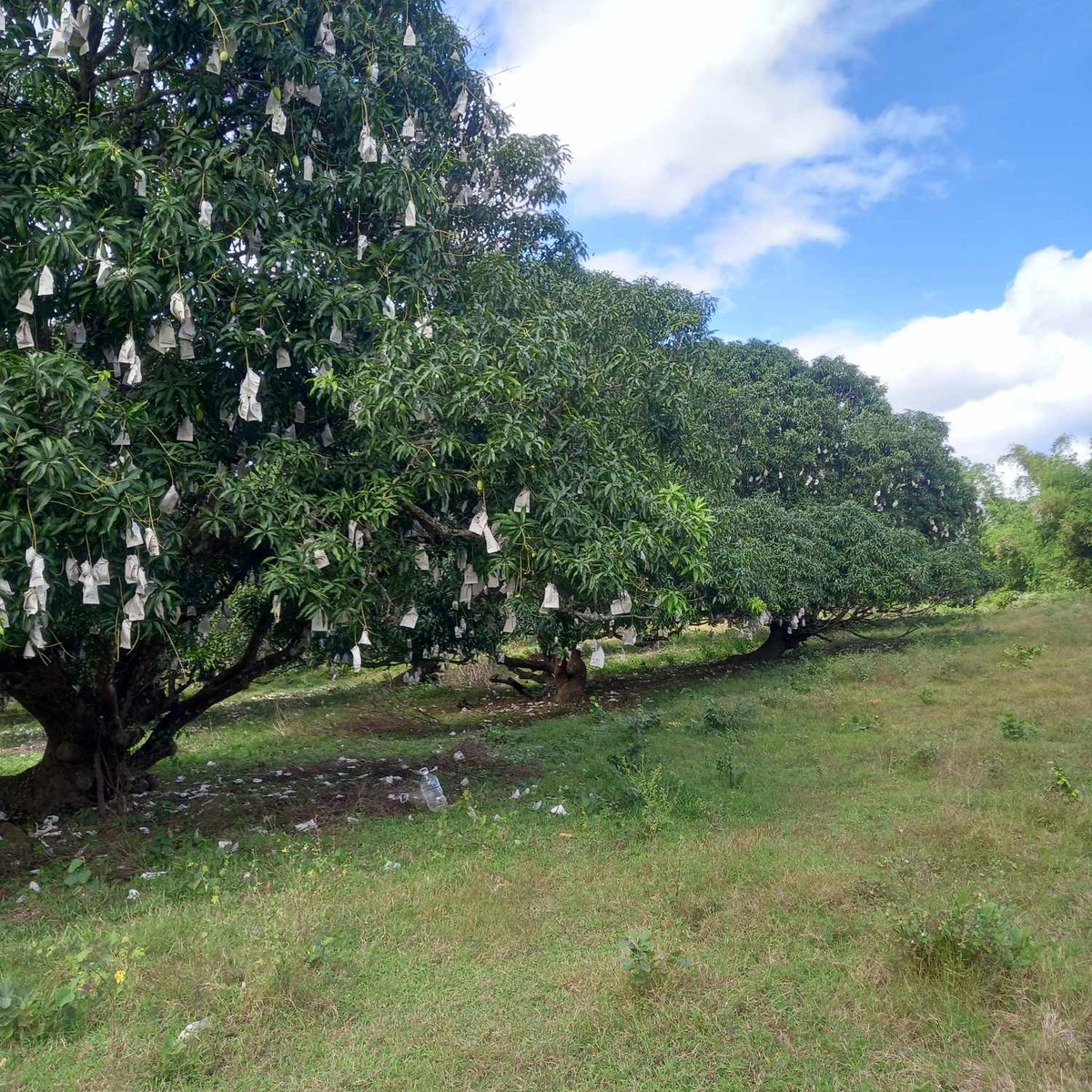 300sqm Residential Farm with mango trees, indang cavite [Lot 🚜 ...