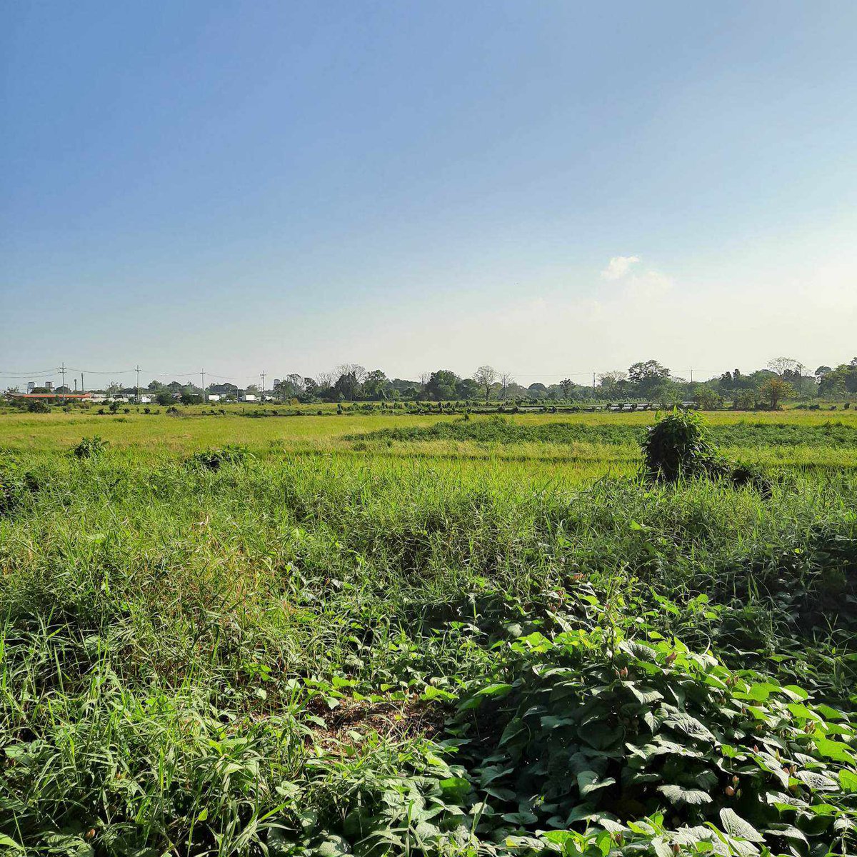 3 hectares Agricultural Farm For Sale in General Trias Cavite [Lot 🚜 ...