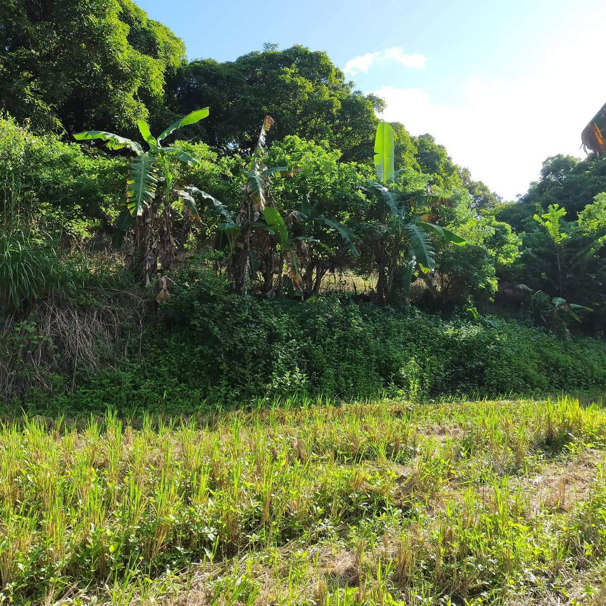 200 sqm Residential Farm For Sale in Norzagaray Bulacan [Lot 🚜 ...