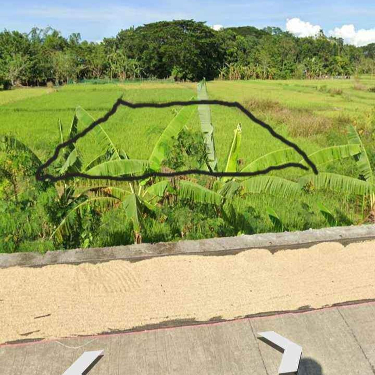465 sqm Agricultural Farm For Sale in Batac Ilocos Norte [Lot 🚜 ...