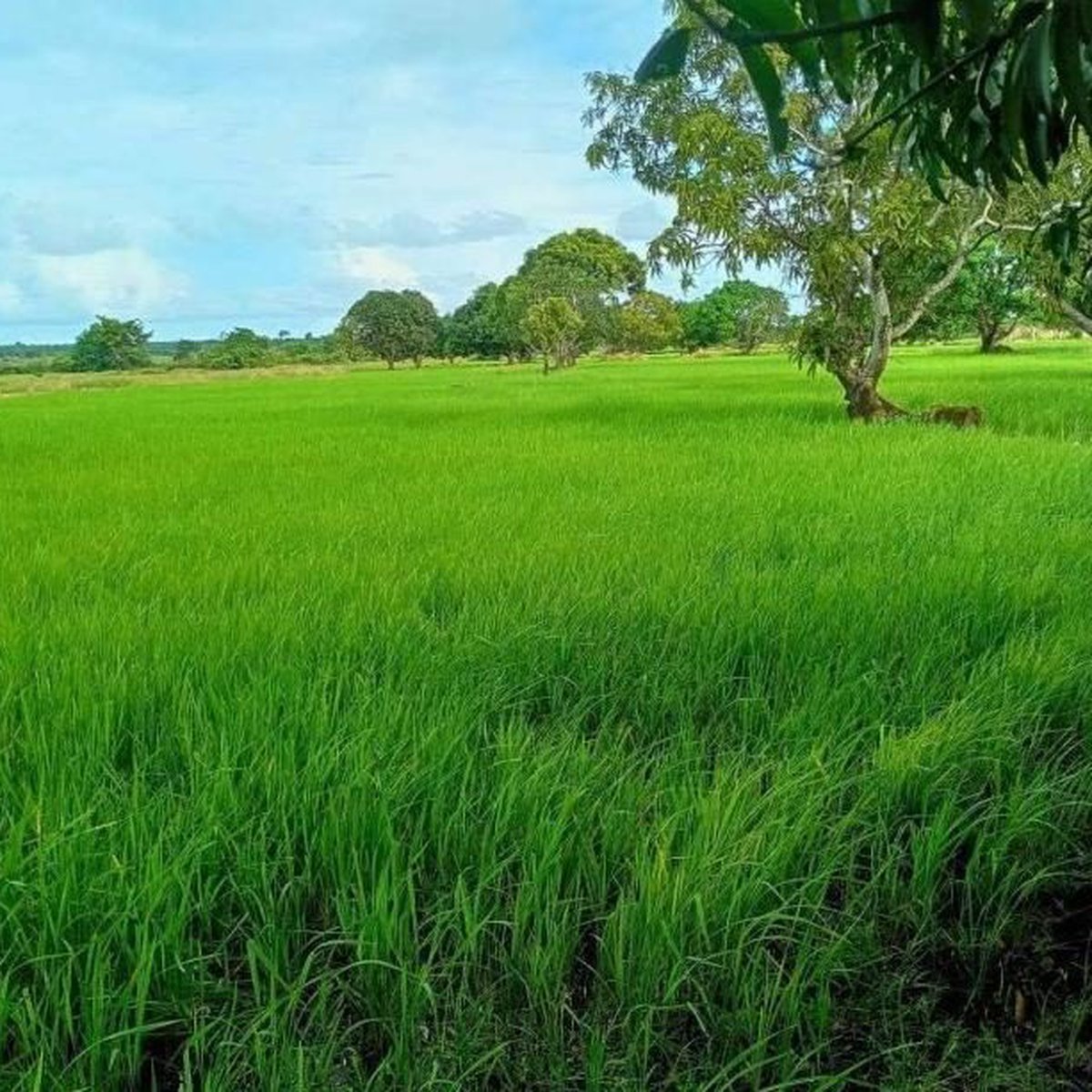 3 hectares Agricultural Farm For Sale in Narra Palawan [Lot 🚜] (May ...