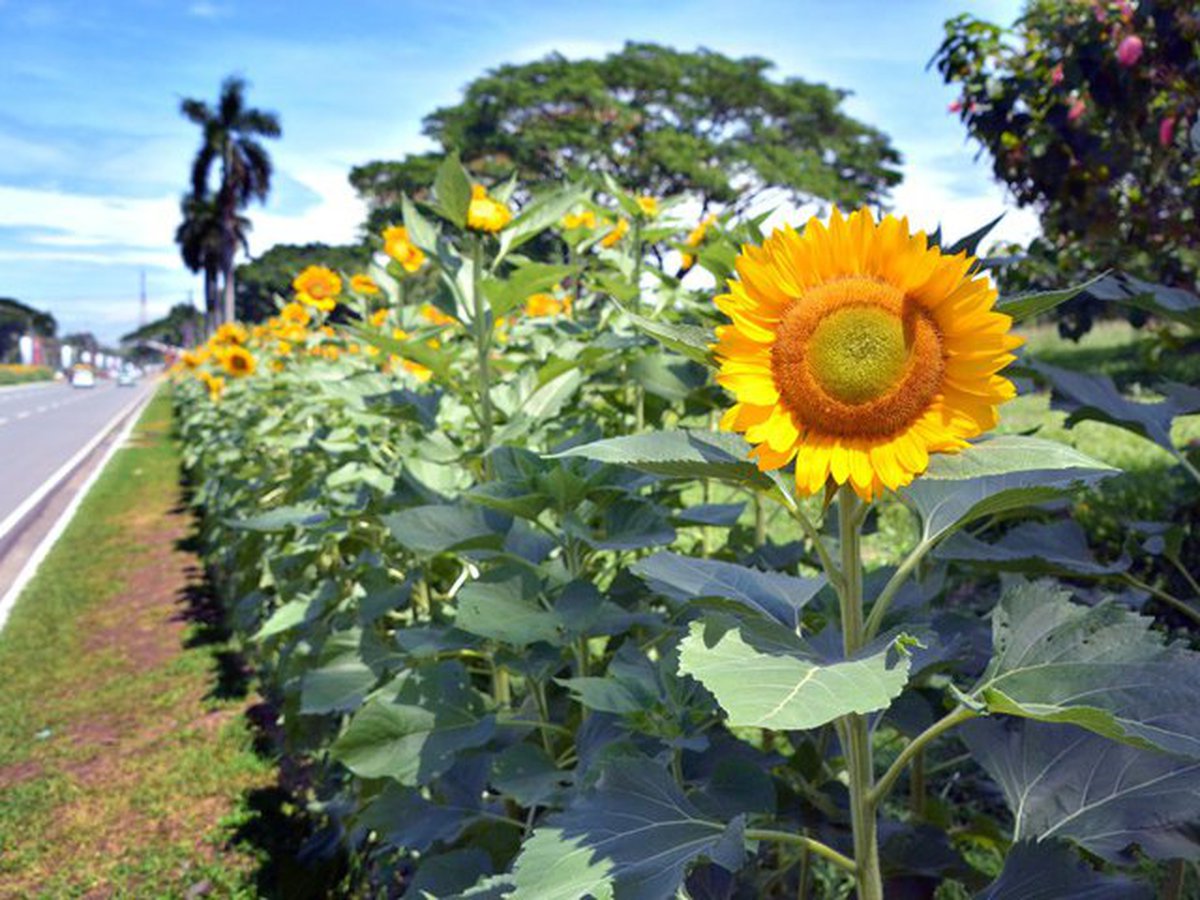 Sunflower Farm Pililla Rizal at Kevin Conger blog