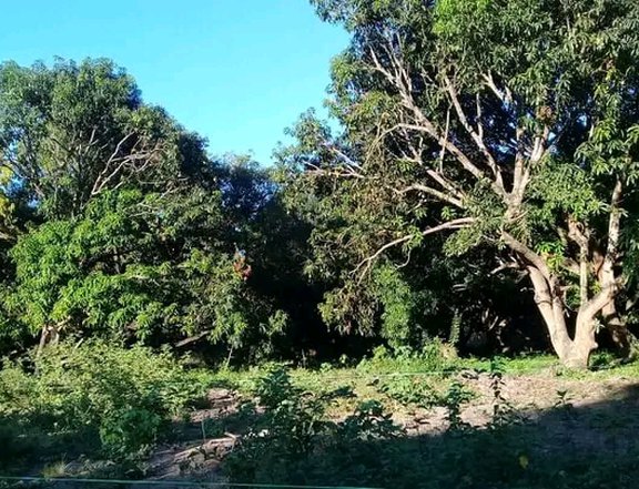 Mango Cebu City [3,160 Properties] (May 2023) on OnePropertee.com