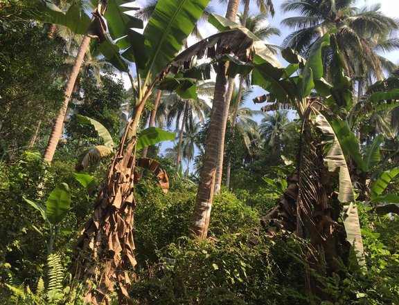 Akle Tree [1,051 Properties] (September 2022) on OnePropertee.com