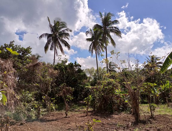 Farm Lot For Sale Philippines 🚜 [273 Properties] (March 2021) on ...