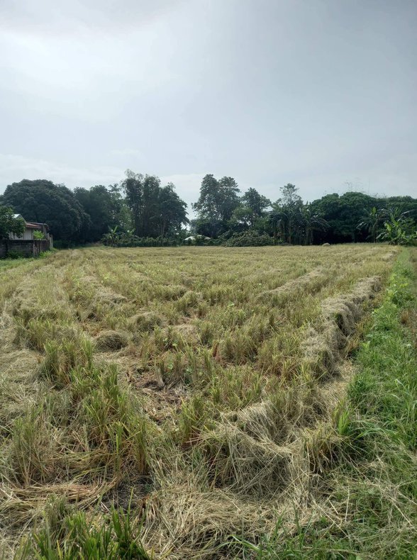 Agricultural Farm Lot For Sale Manaoag Pangasinan [127 Properties ...