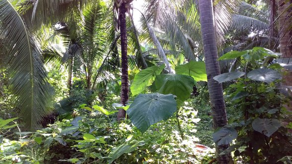 Banahaw Plant Tree [5,128 Properties] (November 2025) on OnePropertee.com