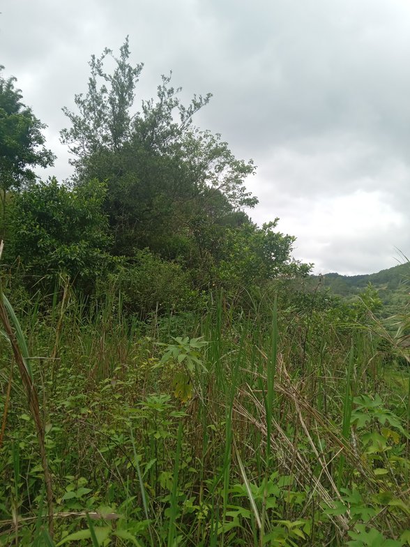 Lantawan Mountain View Resort [34,763 Properties] (December 2025) on ...