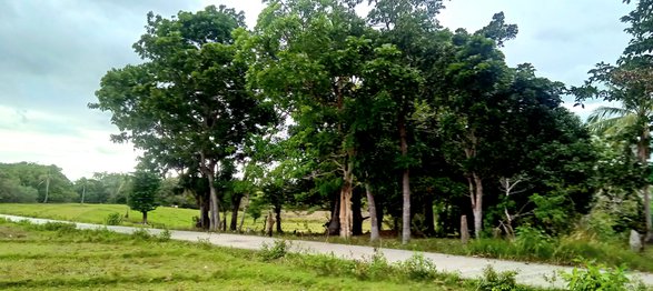 Brgy Looc Calamba Laguna [31,287 Properties] (December 2025) on ...