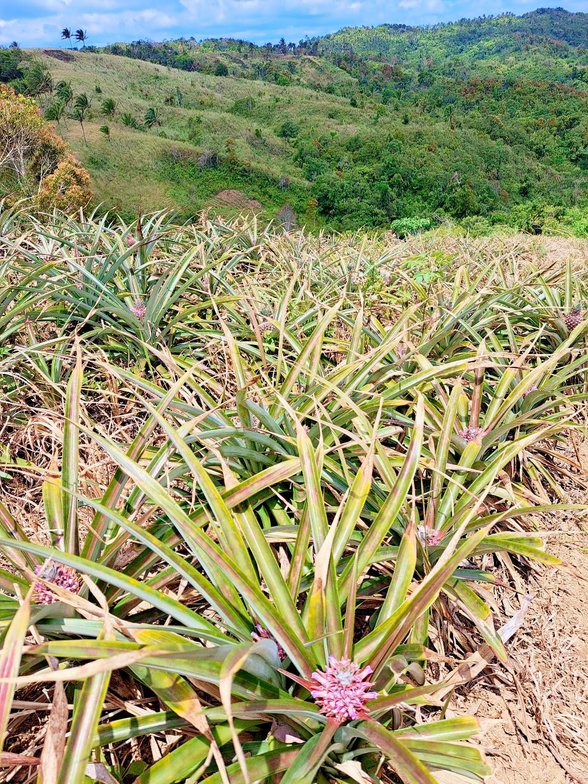 Verterra Highlands Tanay Rizal 🚜 [3,471 Properties] (April 2024) on ...