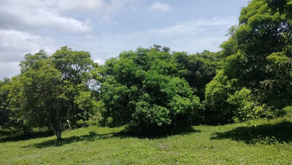 Bogo Tree [2,654 Properties] (July 2024) on OnePropertee.com