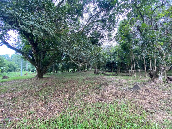 Tugbok Farm Lot For Sale Davao City [6 Properties] (November 2024) on ...