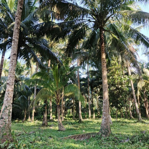 Pre Owned Commercial Property For Sale Aurora [7 Properties] (December ...