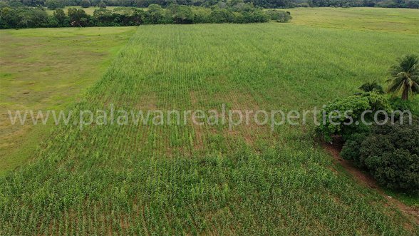 Cartimar Plants [538 Properties] (July 2023) on OnePropertee.com