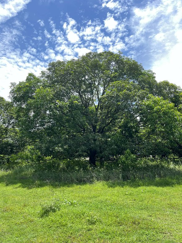 Banahaw Tree Photos [16,632 Properties] (March 2026) on OnePropertee.com