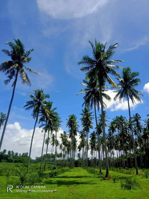 1000 Sqm Lot For Sale 🚜 [16,689 Properties] (July 2023) on OnePropertee.com