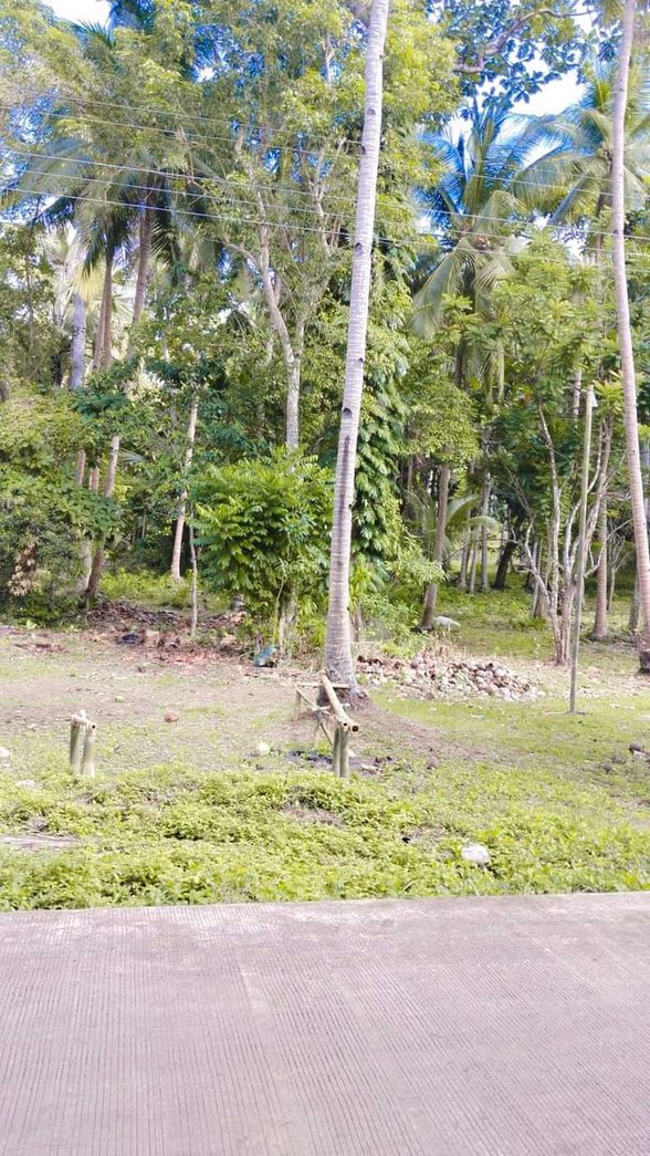 Residential Lot For Sale Poro Cebu [428 Properties] (August 2024) on ...