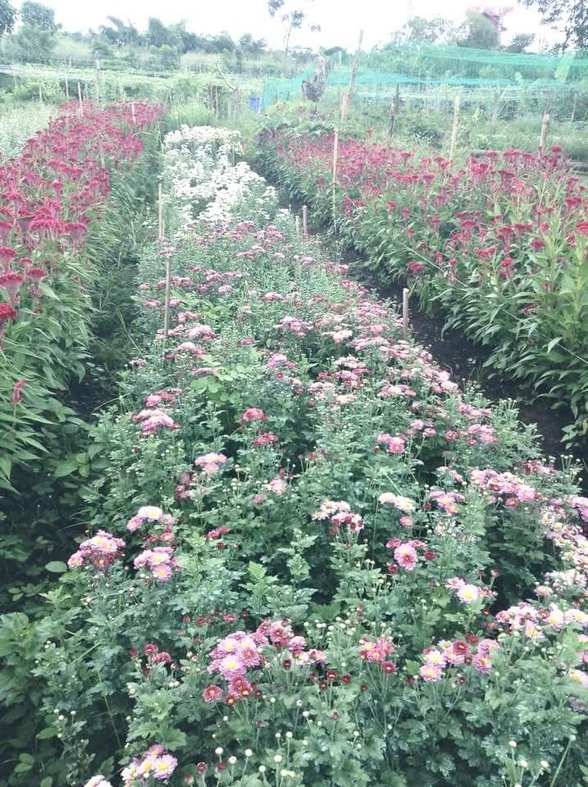 Deca Envira Pacol Lot For Sale Camarines Sur [115 Properties] (March ...